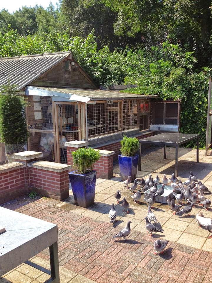 nieripigeons varios: CANADA RACING PIGEONS- O & L DeVries + Gordon Chalmers