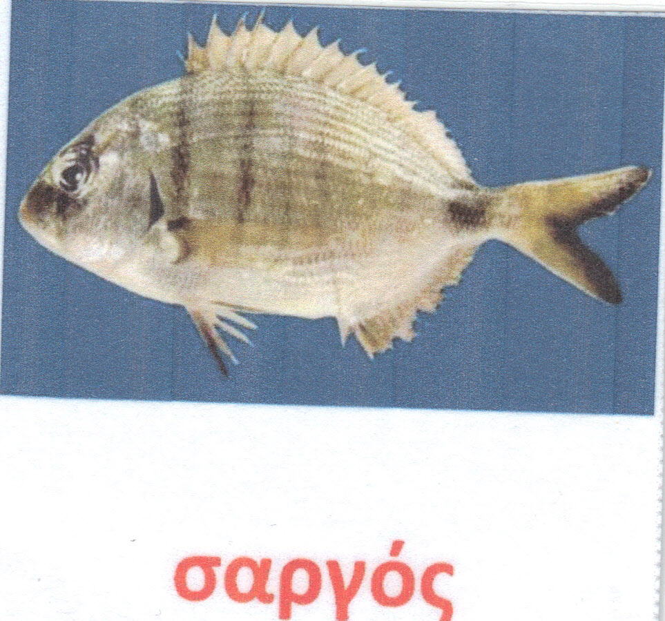 Χαρούμενες φατσούλες στο νηπιαγωγείο: ΨΑΡΙΑ ΚΑΙ ΖΩΑ ΤΗΣ ΘΑΛΑΣΣΑΣ