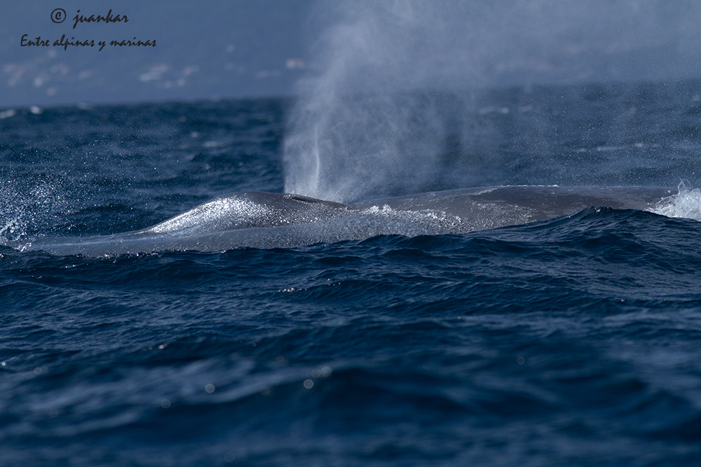 Entre alpinas y marinas.: Blue whale. Ballena azul.