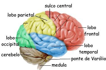 Pousadamente: O Cérebro Humano