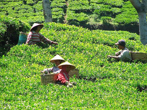 Kebun Teh dan Proses Pemetikan Teh | Trust Word