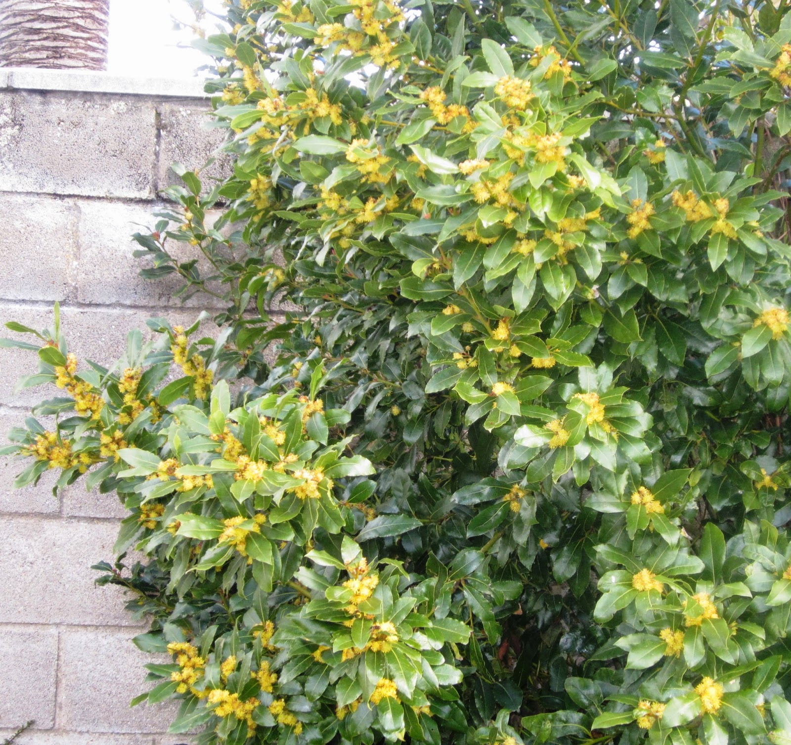 El rincón de Mundín: LAS HIERBAS AROMÁTICAS -II- DE -II-: LAUREL, MENTA ...