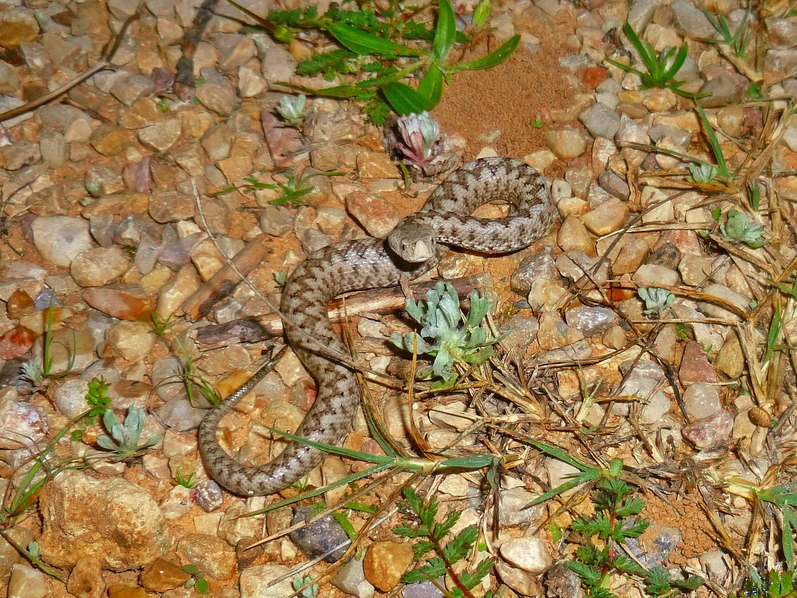 (Paleo-)Herpetología: Vipera latastei - Víbora hocicuda