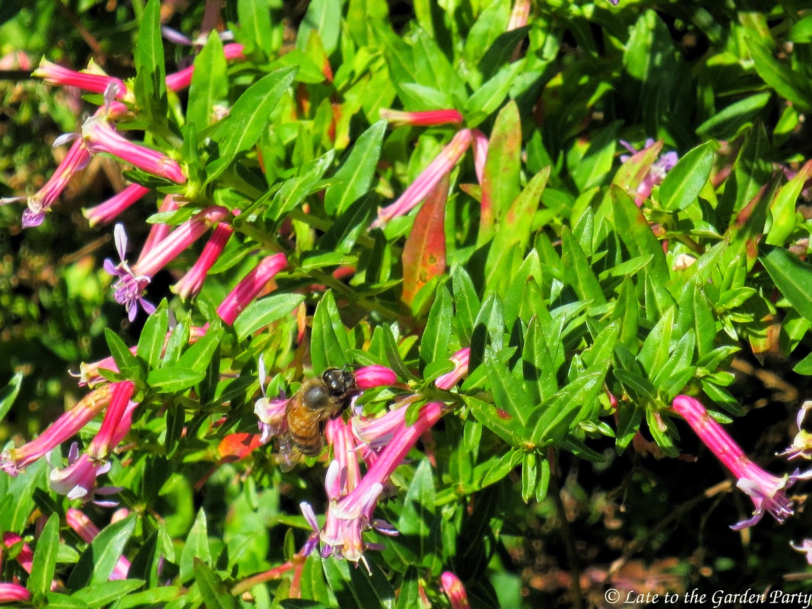 Late to the Garden Party: My favorite plant this week: Cuphea ignea ...