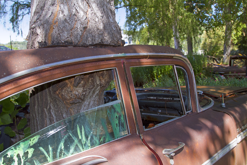 Tree sucking on itself… : r/TreesSuckingOnThings