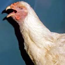 laringotraqueitis aviar: LARINGOTRAQUEITIS AVIAR