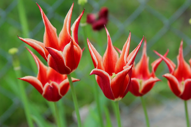 TULIPS MAKE LONG-LASTING SPRING BOUQUETS -- Combining reds and yellows ...