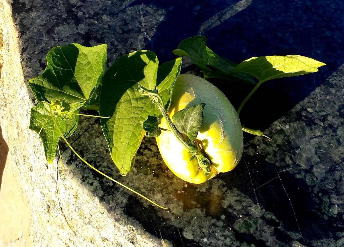 Ventura Cooperative: The Many Benefits of Chayote