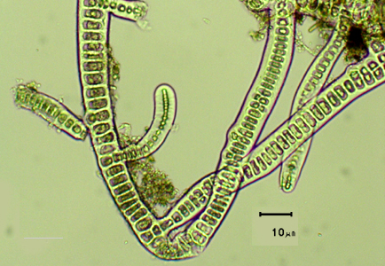 Cyanophyceae (Alga Hijau- Biru) ( Ordo Hormogonales): “ Cyanophyceae ...
