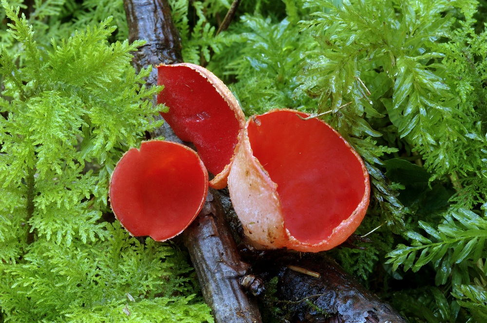 Sarcoscypha coccinea (Jacq.) Boud. • CEMAS • Orden Pezizales