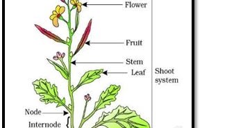 Root and Shoot Studies 1 - Agriculture2u.com by Subhrajyoti's Horticulture