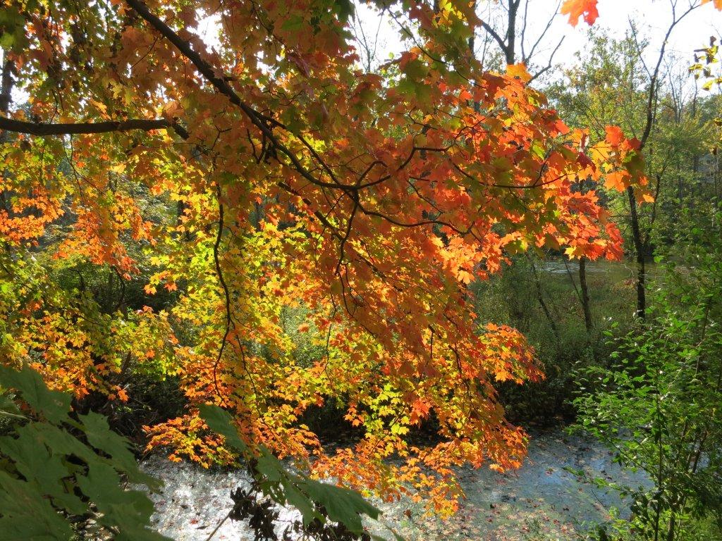 Around the Bend: Fall Leaves