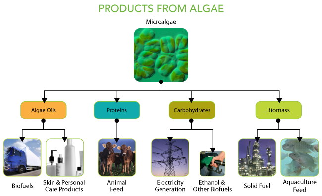 Algae as Sustainable Protein