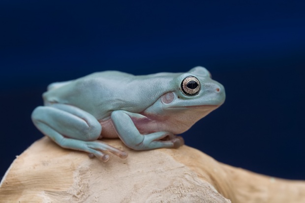 Koleksi gambar-gambar katak pokok berwarna-warni oleh Angi Nelson ...