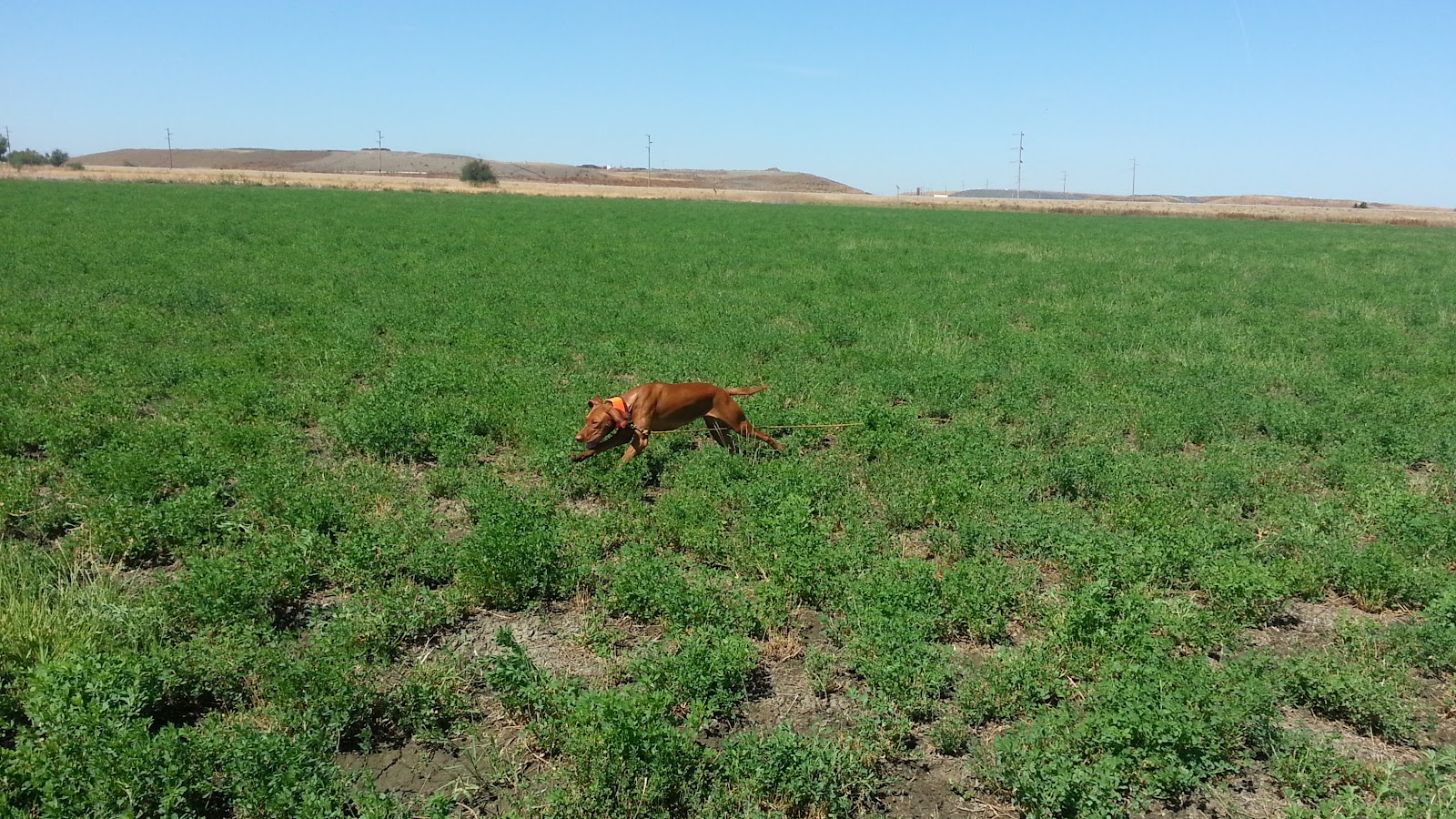 Living the life of Riley: Bird Training & Bird Intro!