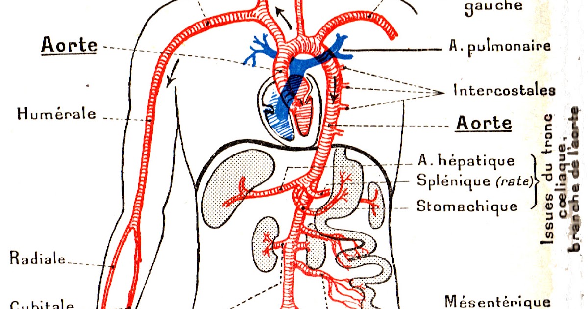 Anatomie vasculaireencymedi