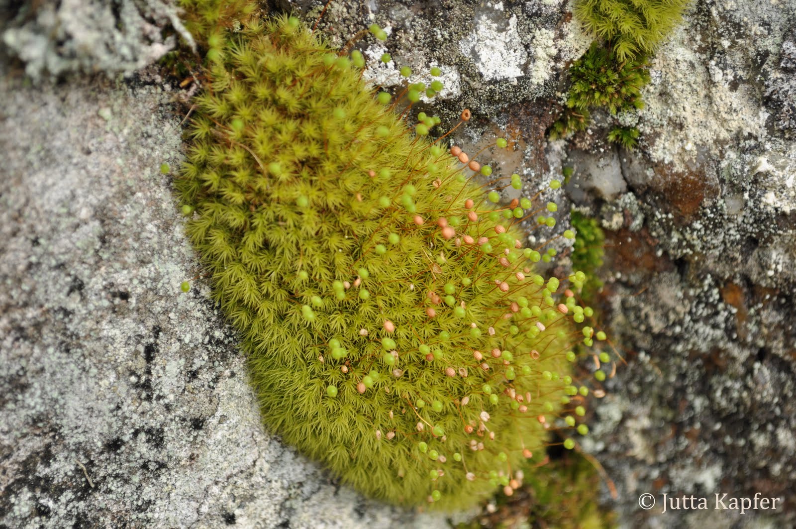 Bryophytes of Central and Northern Europe: Bartramia pomiformis