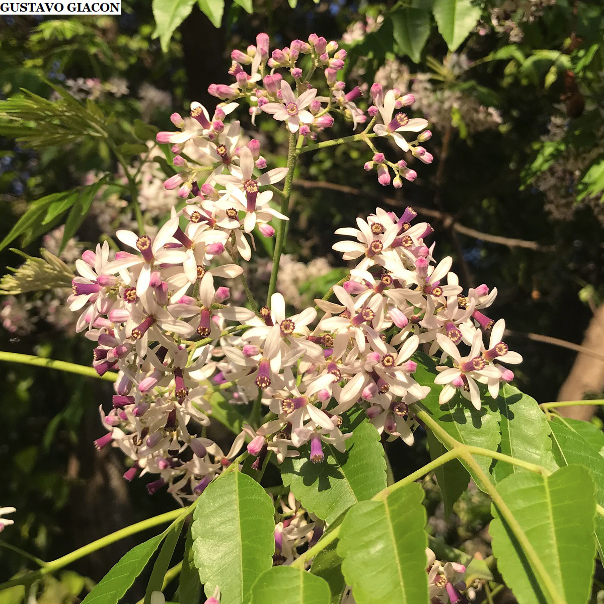 Viveiro Ciprest - Plantas Nativas e Exóticas: Cinamomo ou Santa Bárbara ...