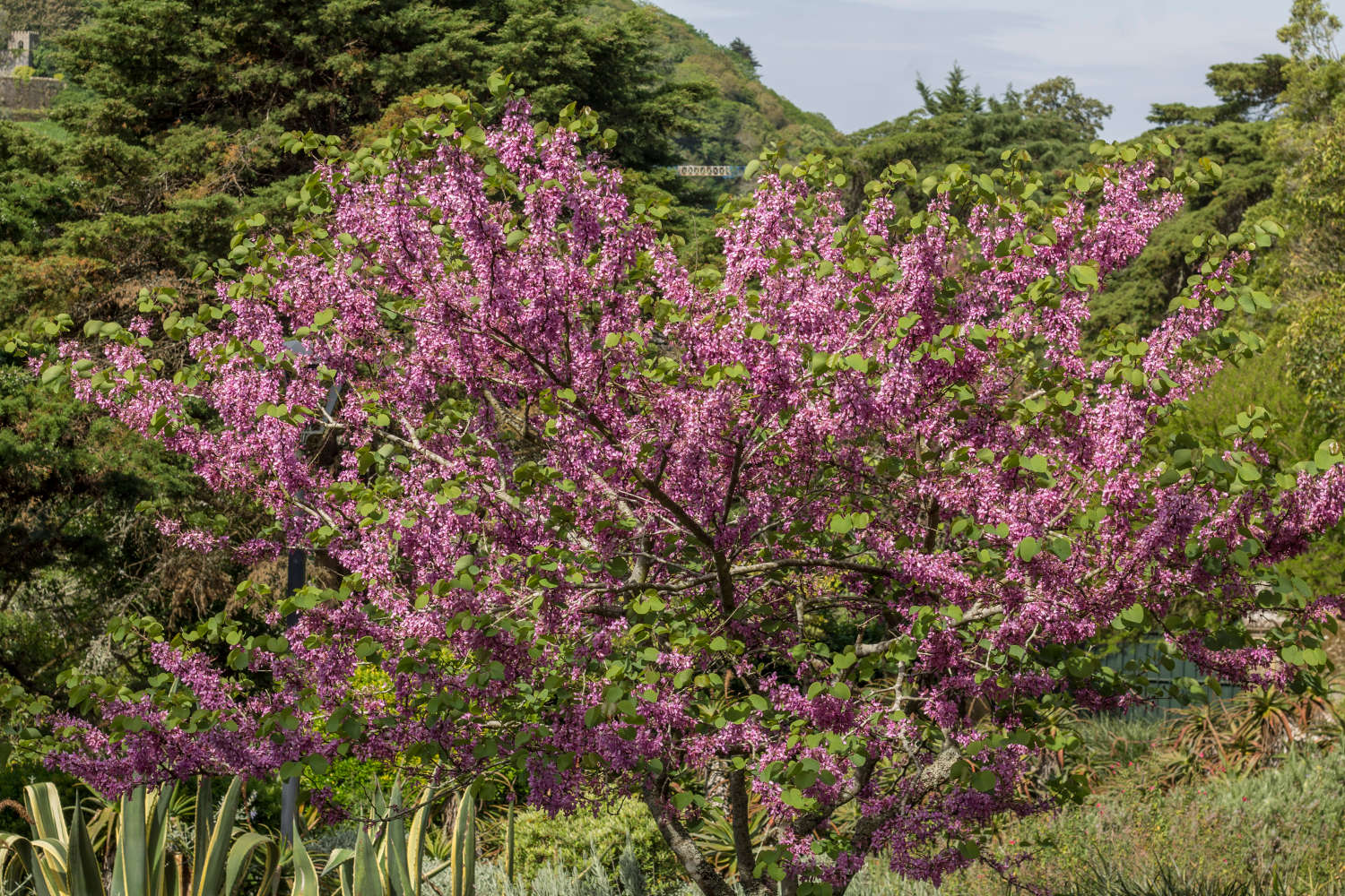 Escritos na varanda: A árvore das patacas