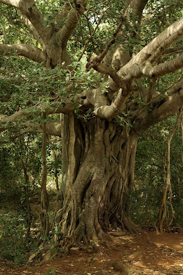 paintedfeet: Folk Valley