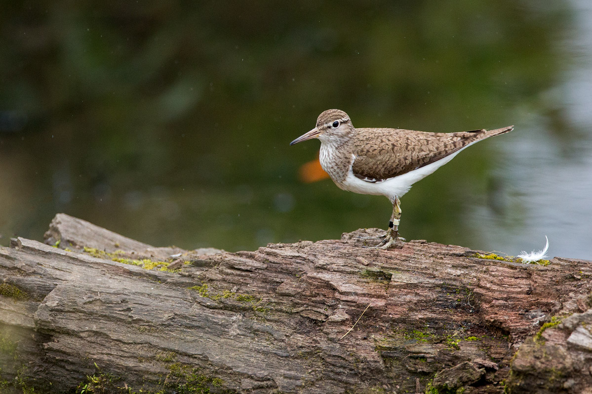Common Sandpiper