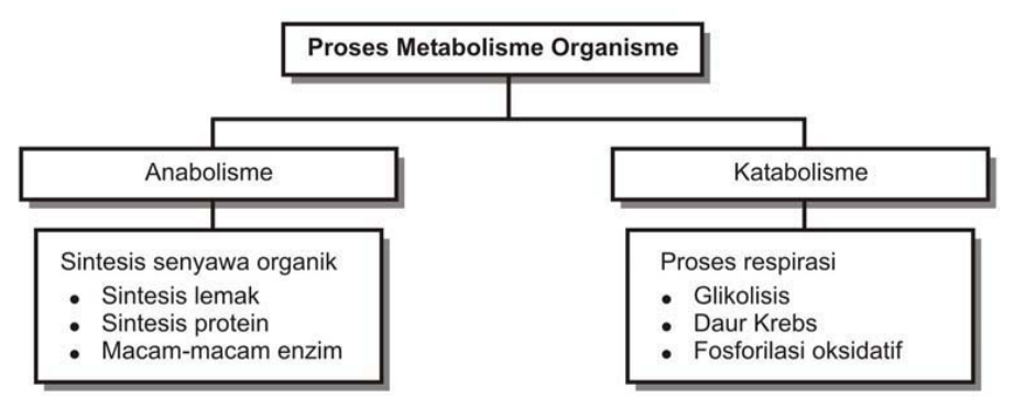 Pengertian Metabolisme Anabolisme Dan Katabolisme Definisi Pengertian Secara Umum Adalah