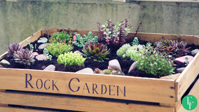 esik floresik: My Rock Garden in a Wooden Fruit Box - Skalniak ...