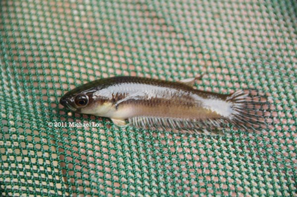 The rainforests of Borneo & Southeast Asia: Betta ocellata from Lahad ...