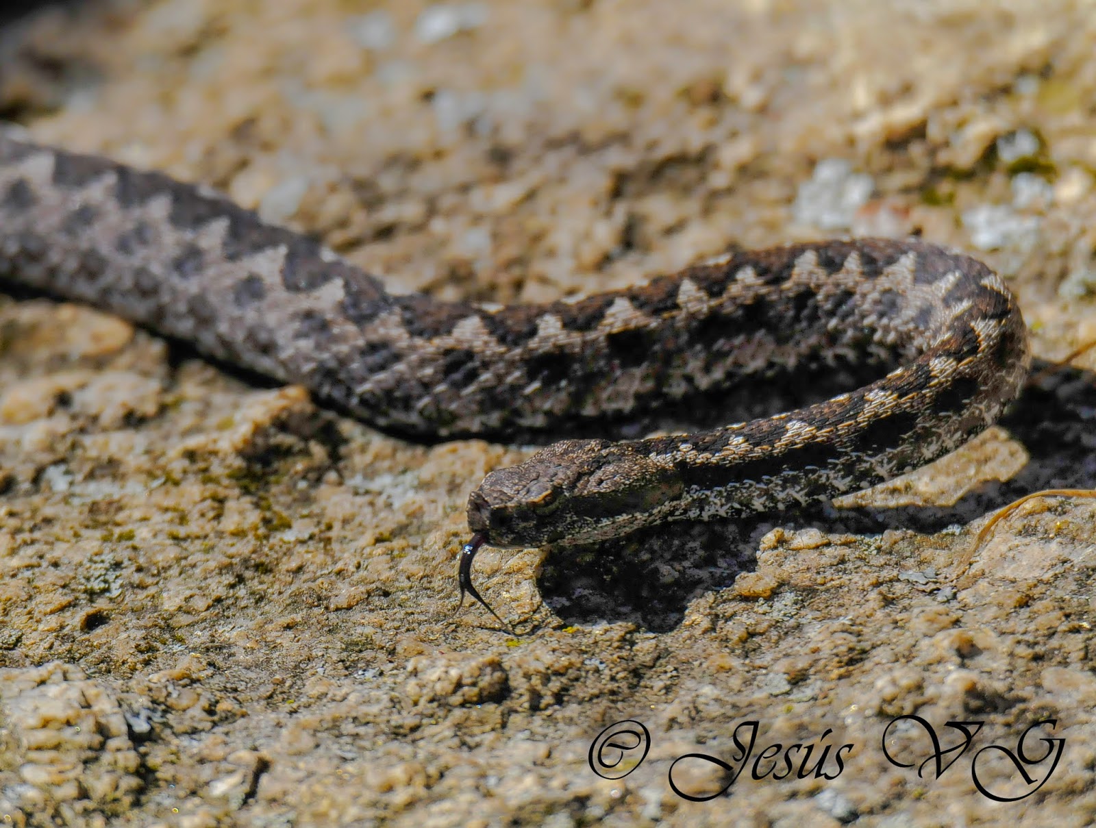 Mi espacio fotográfico: Víbora hocicuda (Vipera latastei)