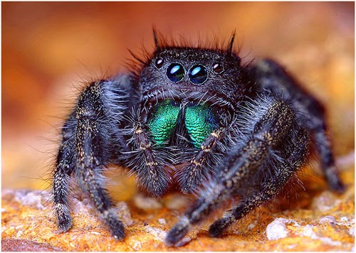 Imagenes de arañas: Imagen arañita [10-10-16]
