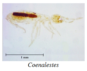 Deskripsi Collembola pada Lahan Kelapa Sawit, Karet dan Hutan Harapan ...