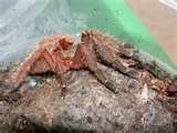 Tarantula Caresheets: Ephebopus cyanognathus