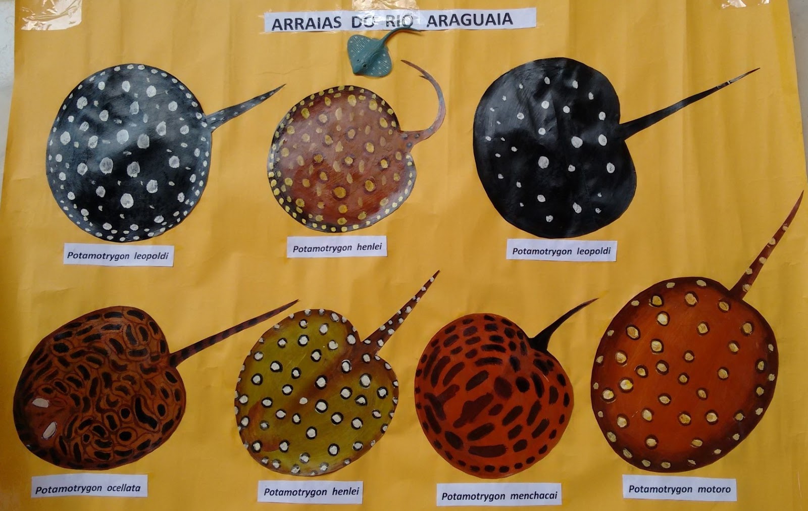 RosaBio: Arraias (Peixes cartilaginosos)