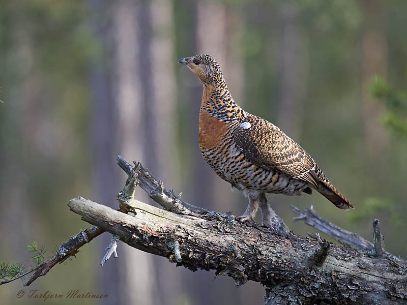 Torbjorn Martinsen: Leik - Røy, del 1