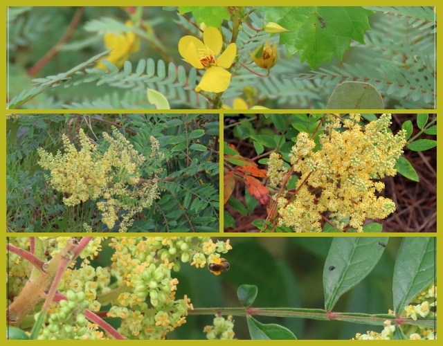 " Welcome to Lavender Dreams ": Winged Sumac and Florida wildflowers