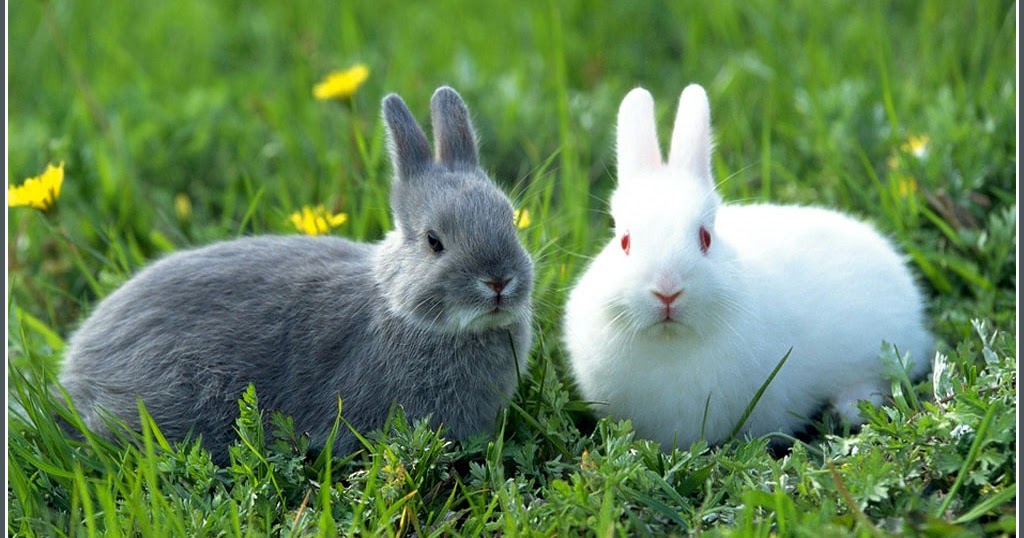 Planeta Animal: Coelhos