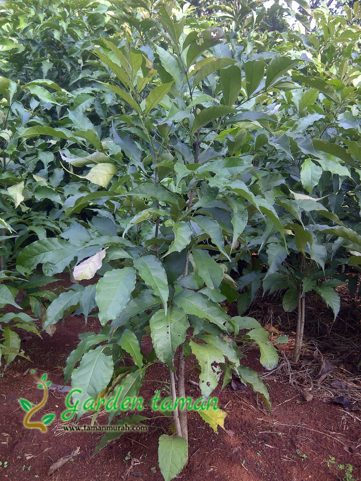 Jual Pohon Tabebuya ungu | pohon pelindung | JUAL TANAMAN HIAS MURAH ... Jual Pohon Tabebuya ungu | pohon pelindung | JUAL TANAMAN HIAS MURAH ...