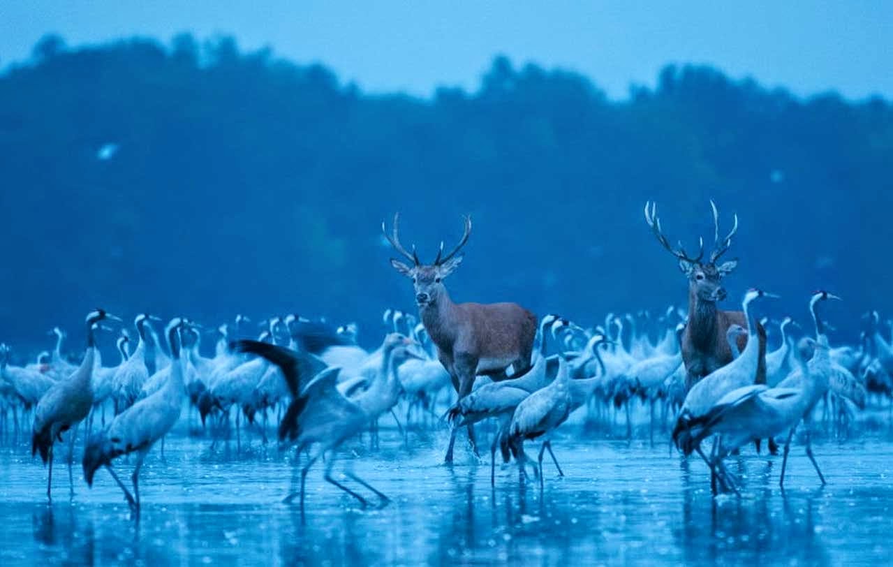 Un Mundo en Paz: Asombrosas fotos del mundo animal