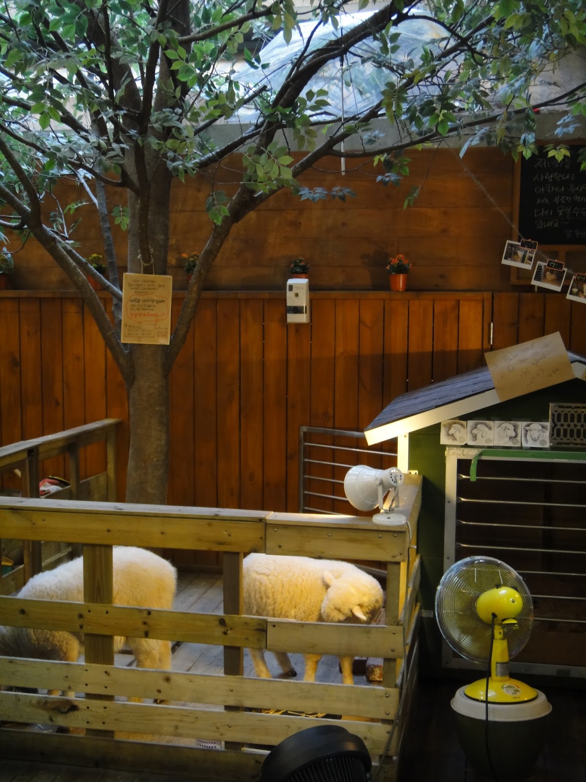 Jon Pang's Korean Adventure: Thanks Nature Cafe: A Sheep Cafe