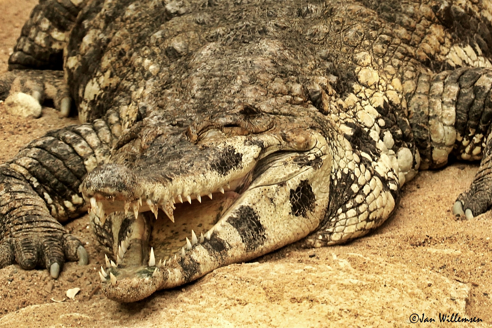Jan Willemsen Fotografie: ZOO Blijdorp Rotterdam