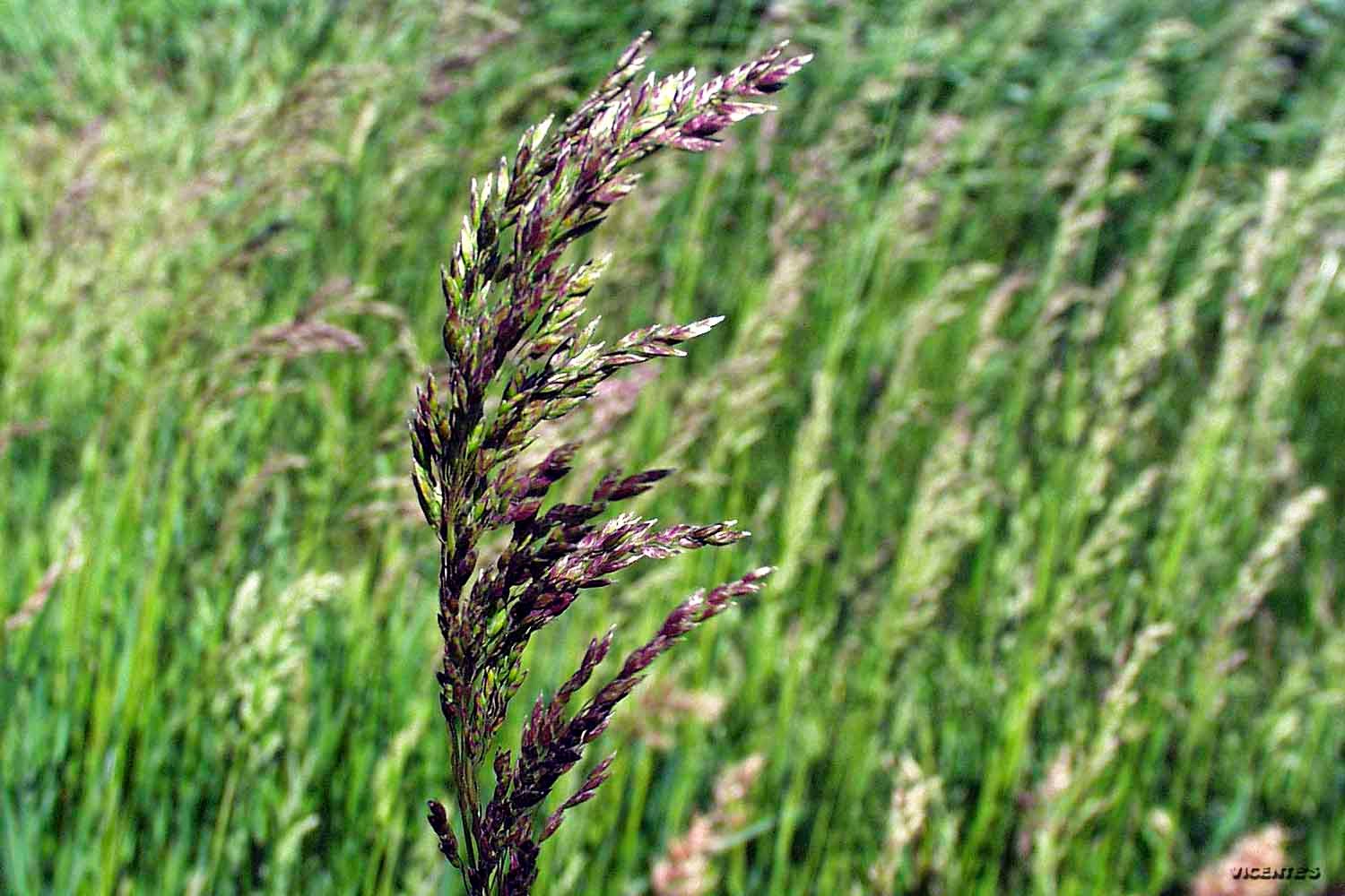 Las flores silvestres de Hormaza: Festuca rubra