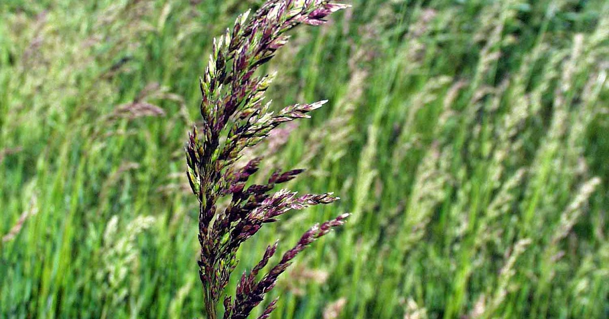 Las flores silvestres de Hormaza: Festuca rubra