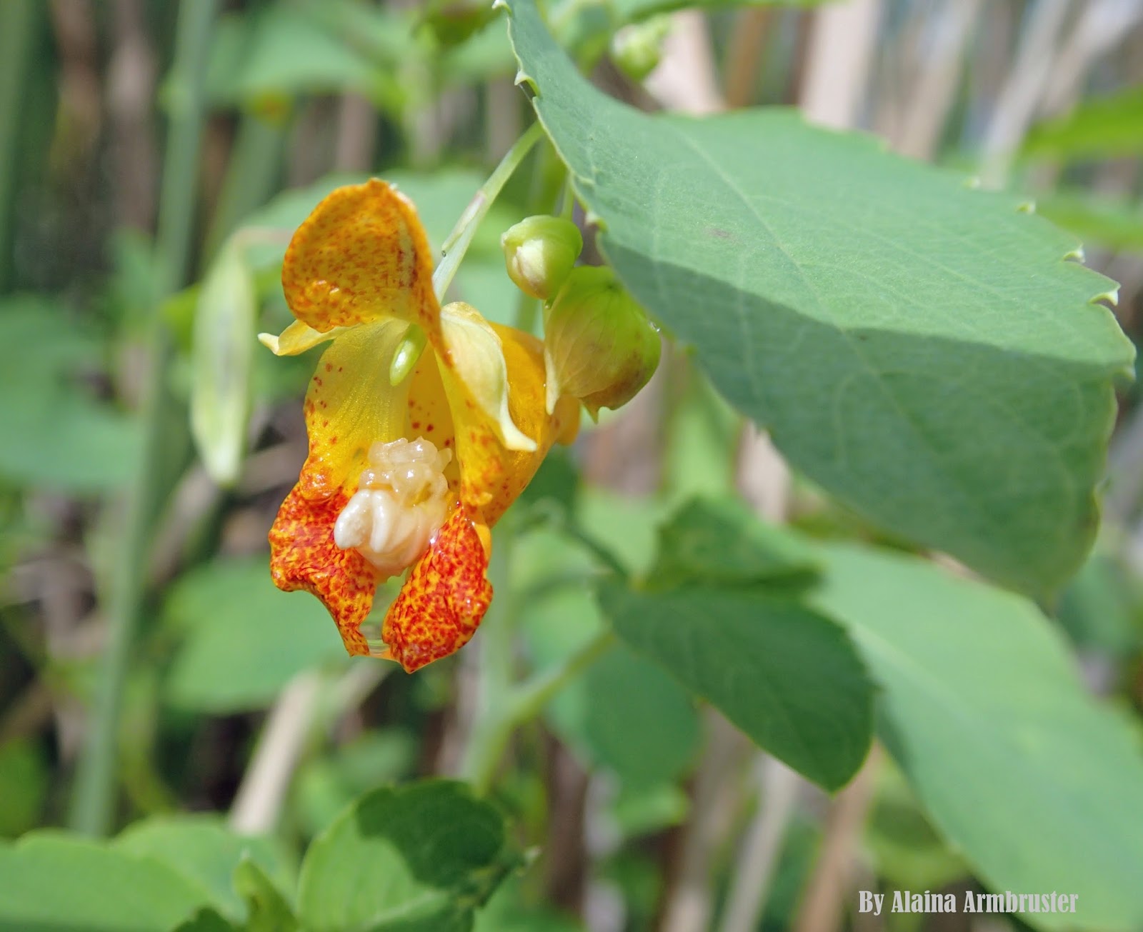 Alainas View - Peckers and Paws Photography: Point Pelee Wildflowers!!