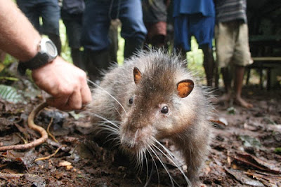 Evolve or Die: Sherlock Holmes and the Giant Rat of Sumatra