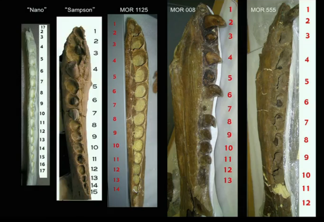 DinoGoss: Tyrannosaur Tooth Count