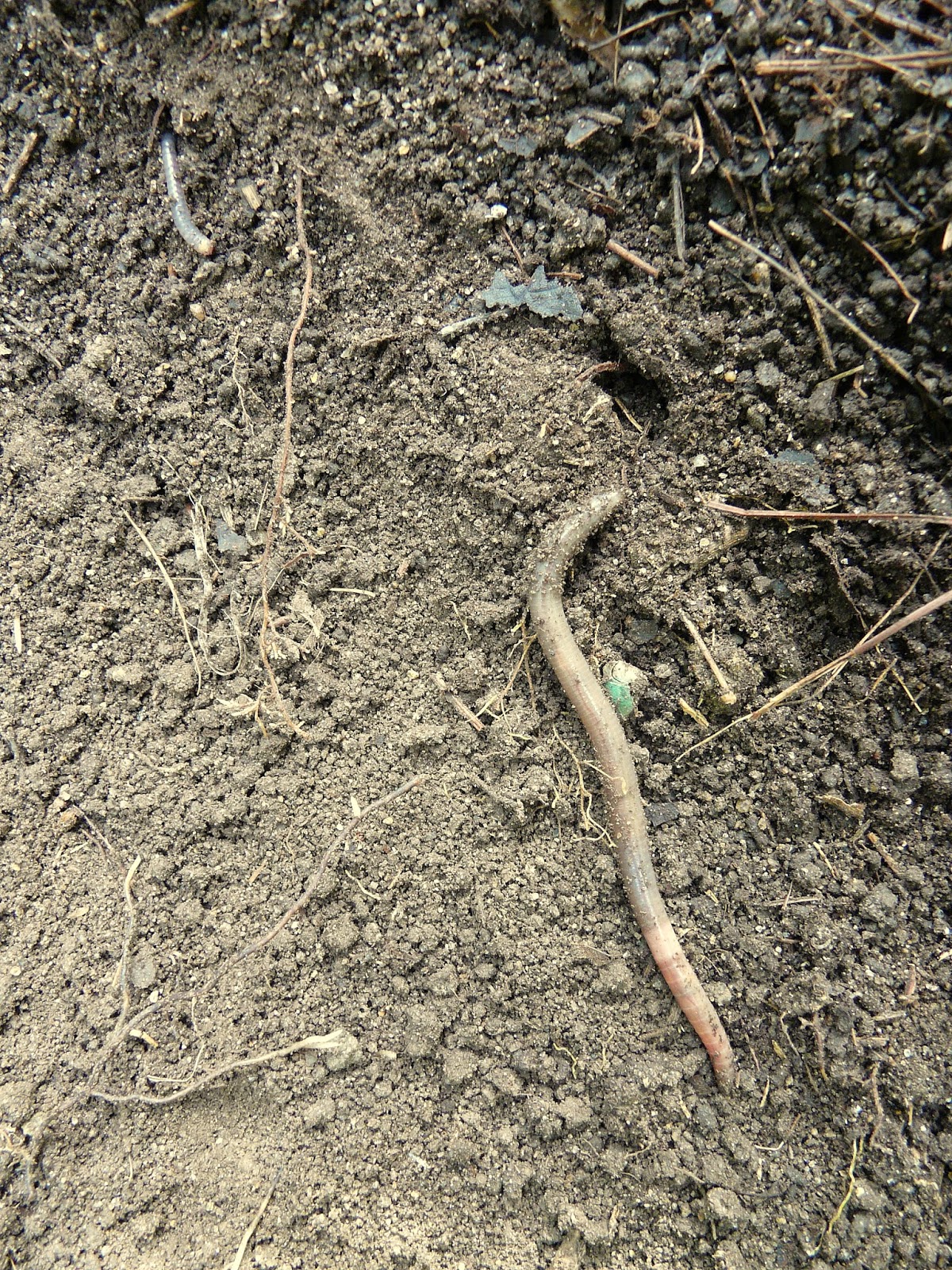 New England Forests: Global Worming