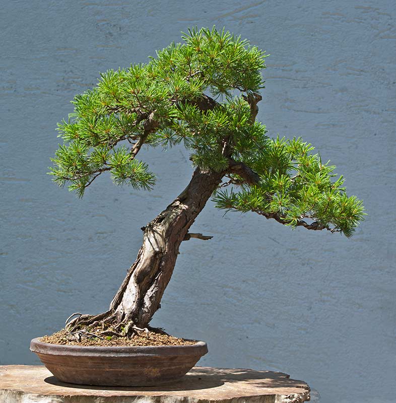 Walter Pall Bonsai Adventures: Japanese White Pine #5