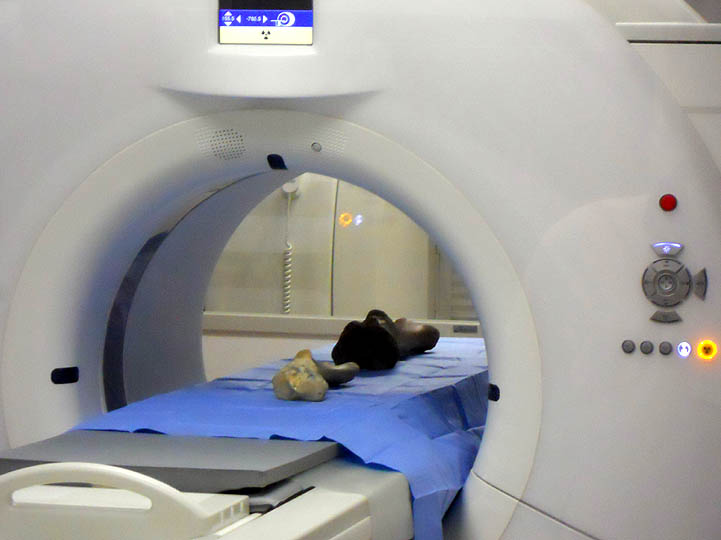 Museum of Natural History: Fossils from giant Ice Age bear now on ...