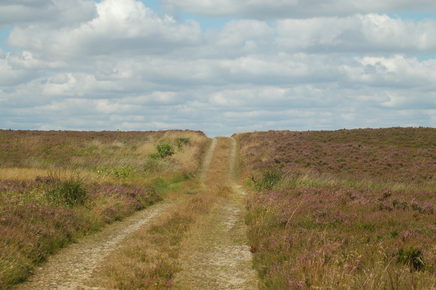 Thyra: Harrild Hede, The Jutland Heath in August