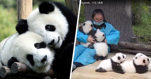 Ser un abrazador de Pandas es un trabajo real, además de ser adorable ...